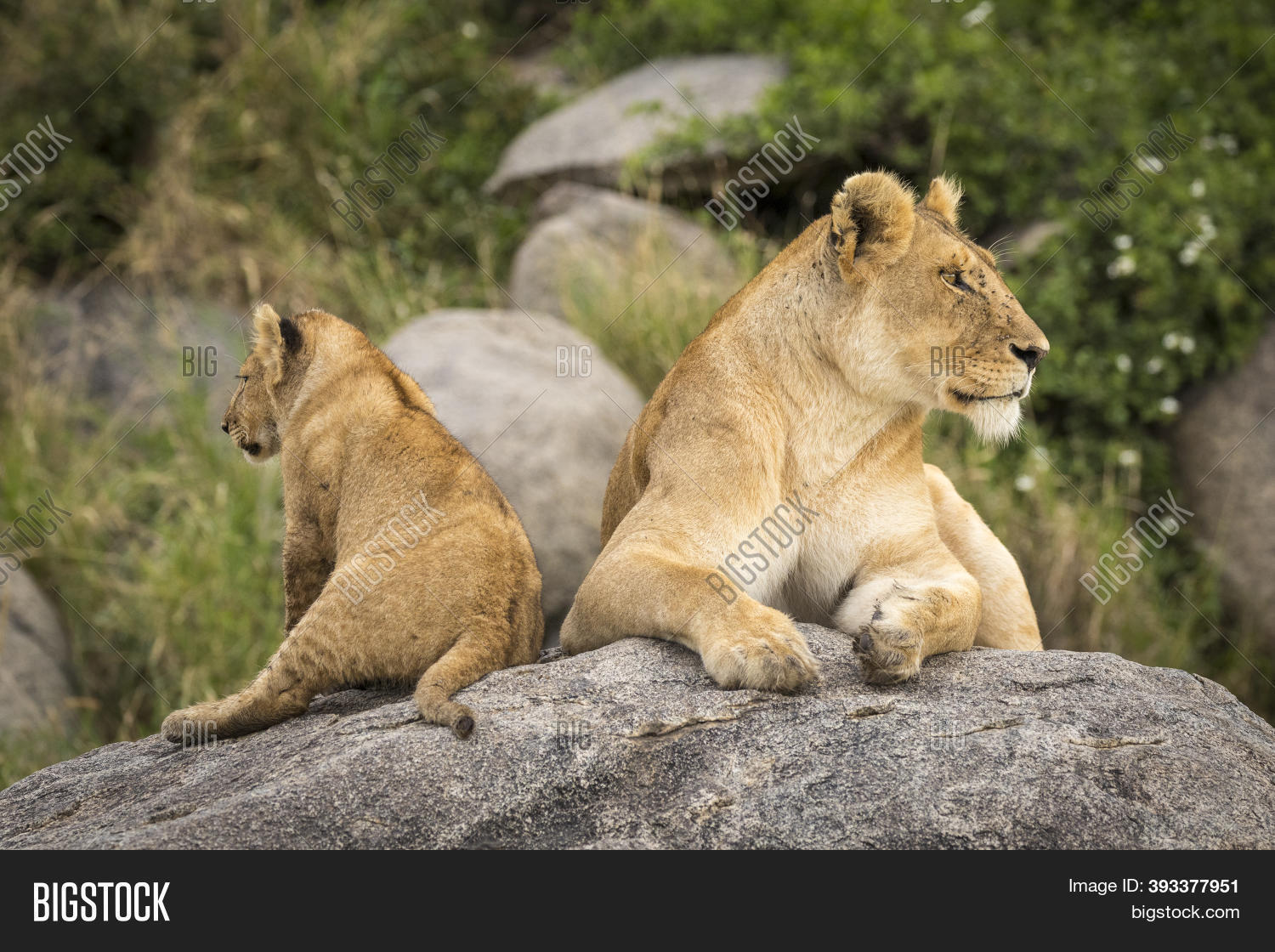 Female Lioness Her Image & Photo (Free Trial) | Bigstock