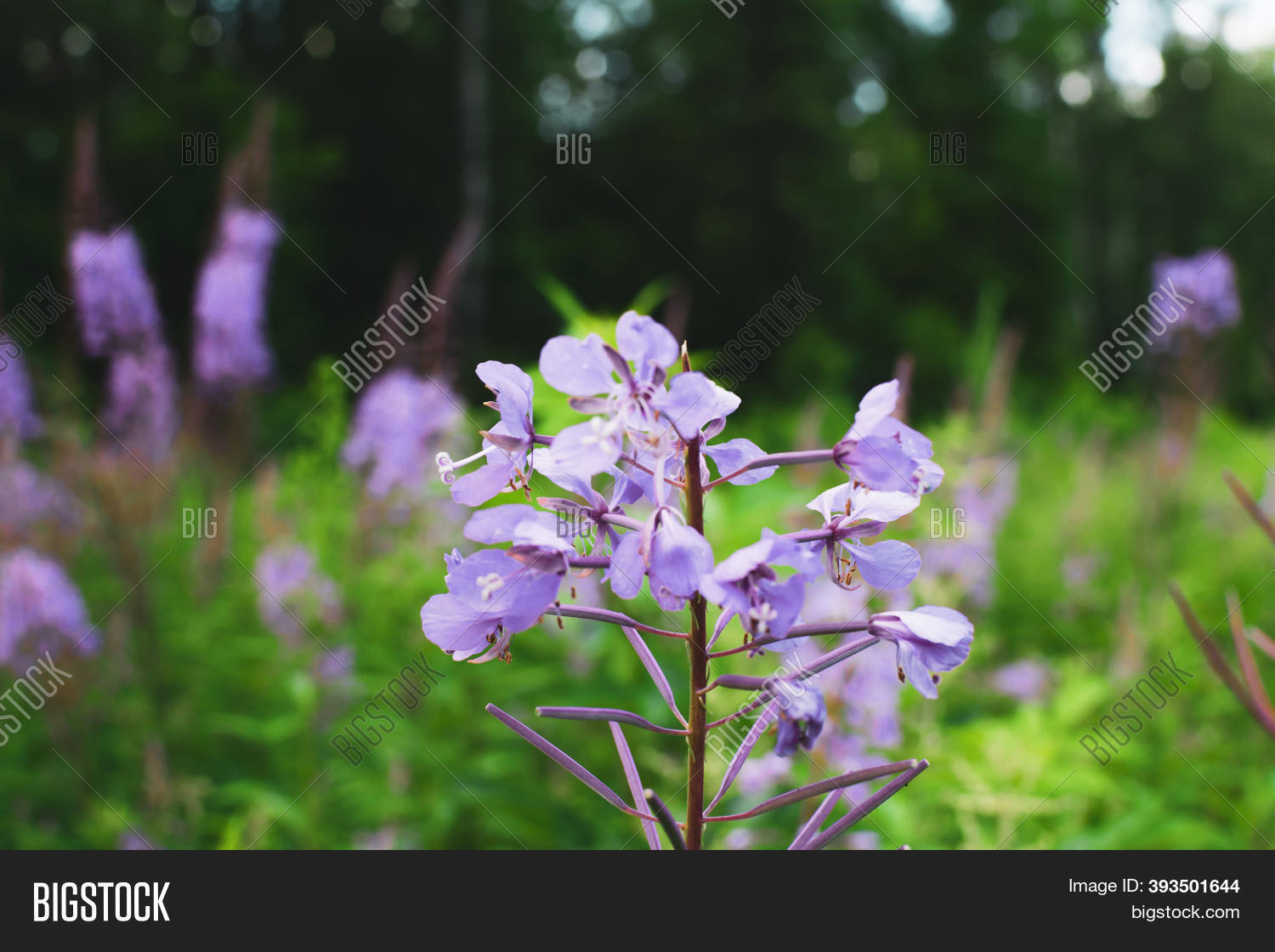 Field Blooming Sally Image & Photo (Free Trial) | Bigstock