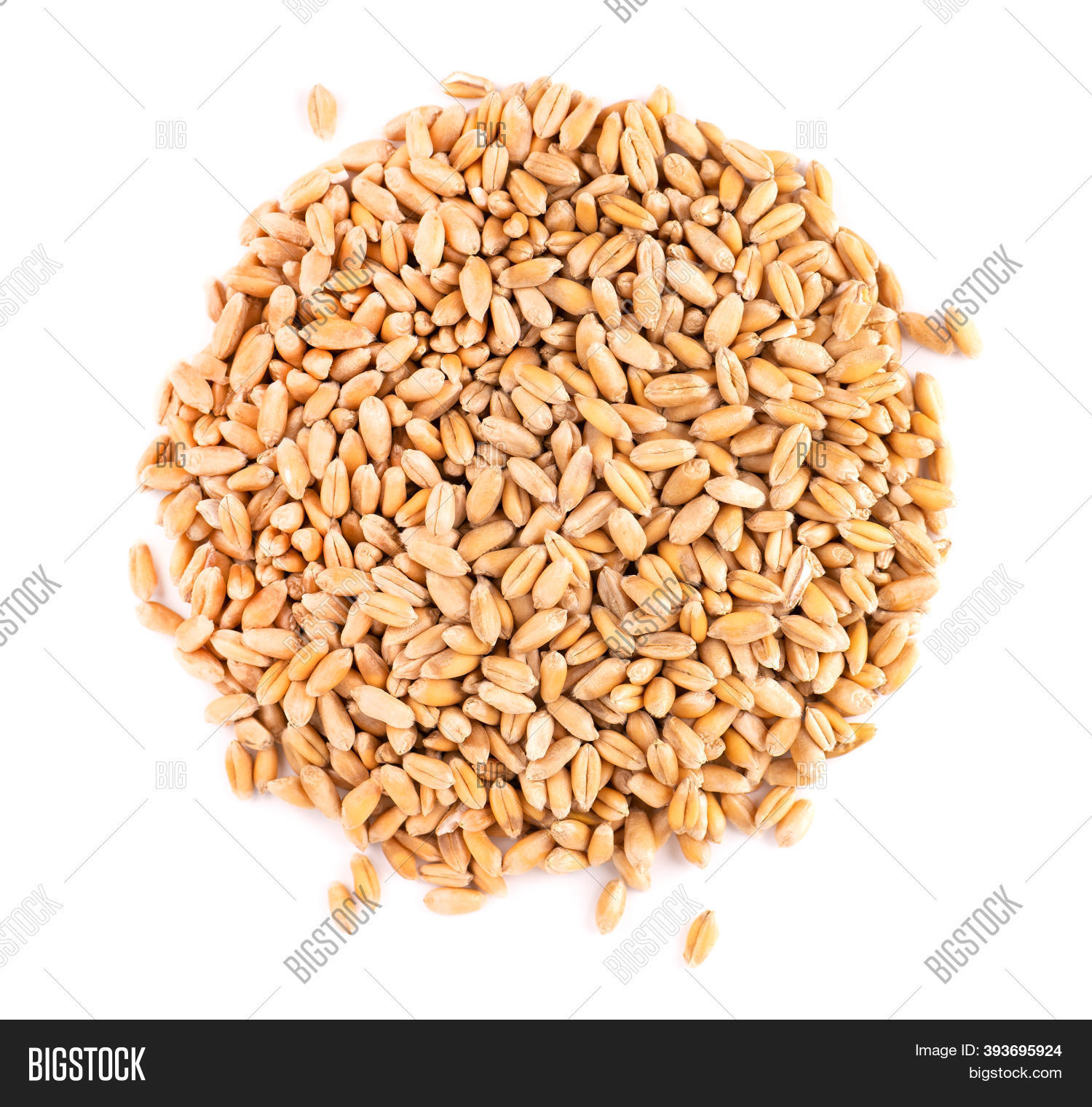 Wheat Grains Isolated Image & Photo (Free Trial) | Bigstock