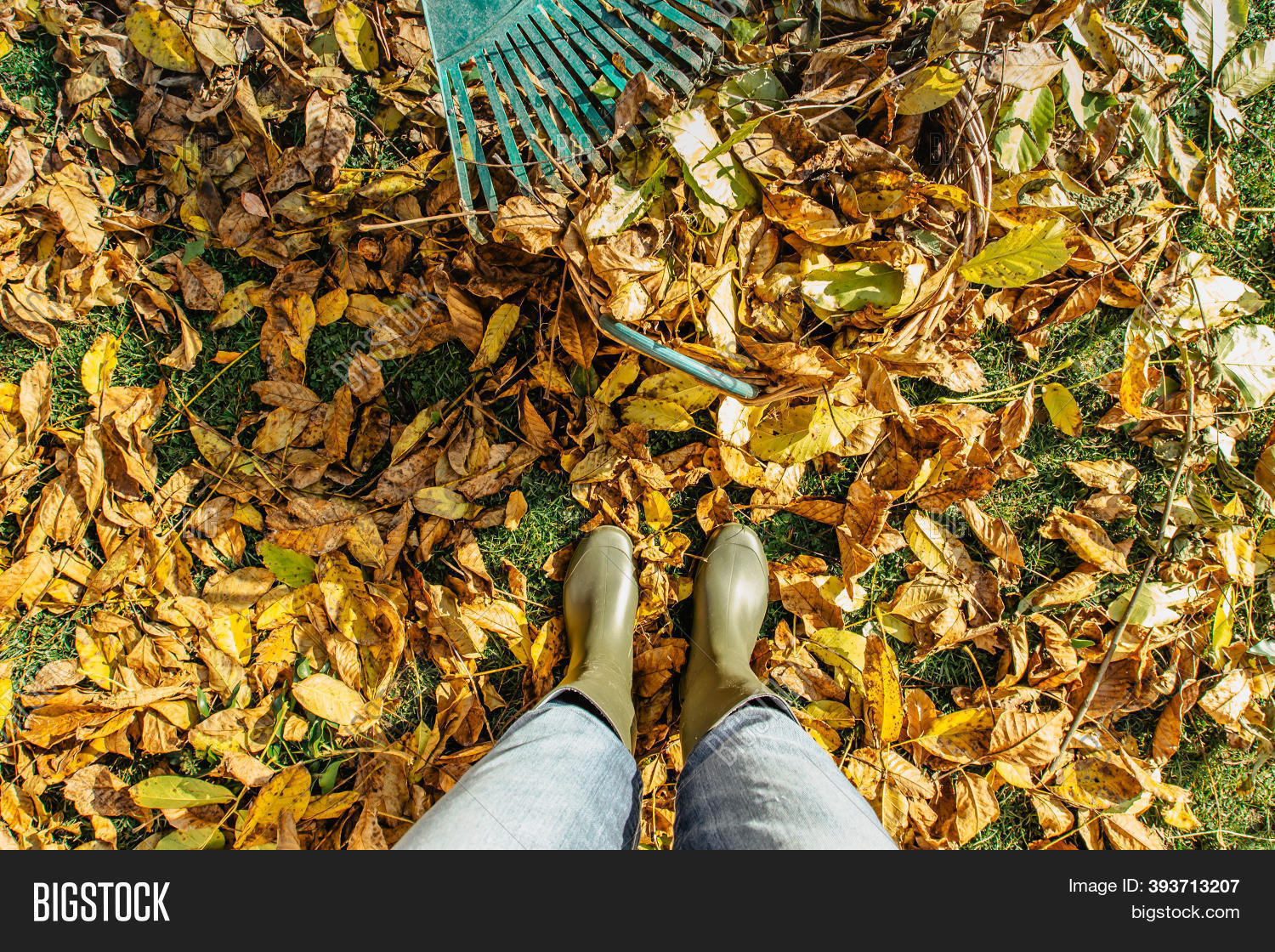 Rake Fallen Leaves Image & Photo (Free Trial) | Bigstock