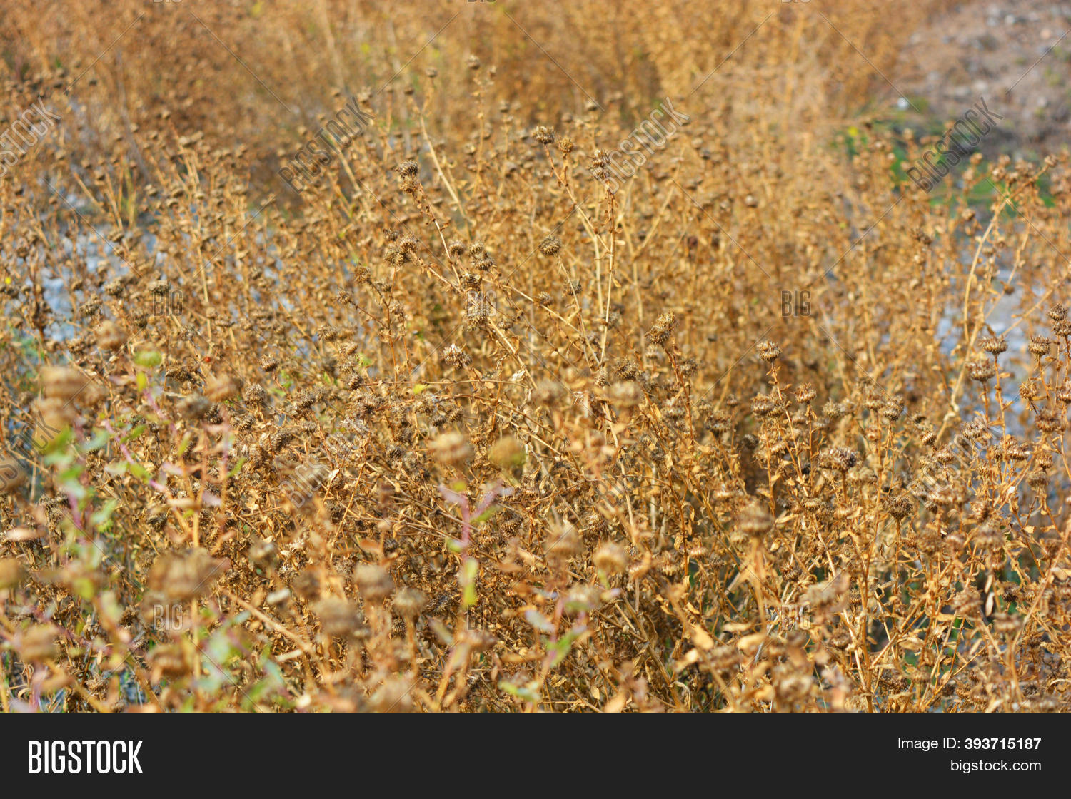 Drought, Dried Shrubs Image & Photo (Free Trial) | Bigstock