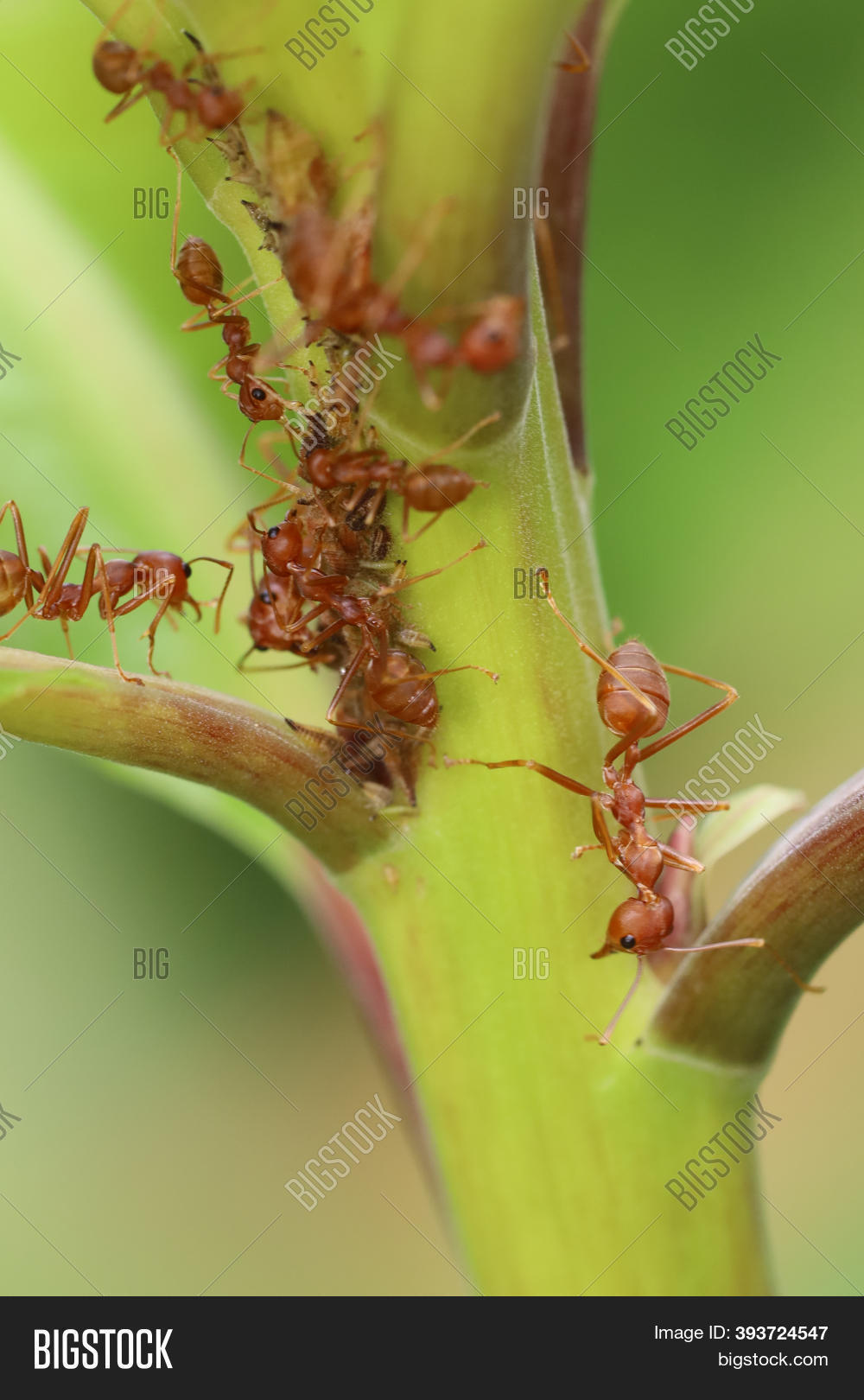 Close Red Ant On Stick Image & Photo (Free Trial) | Bigstock