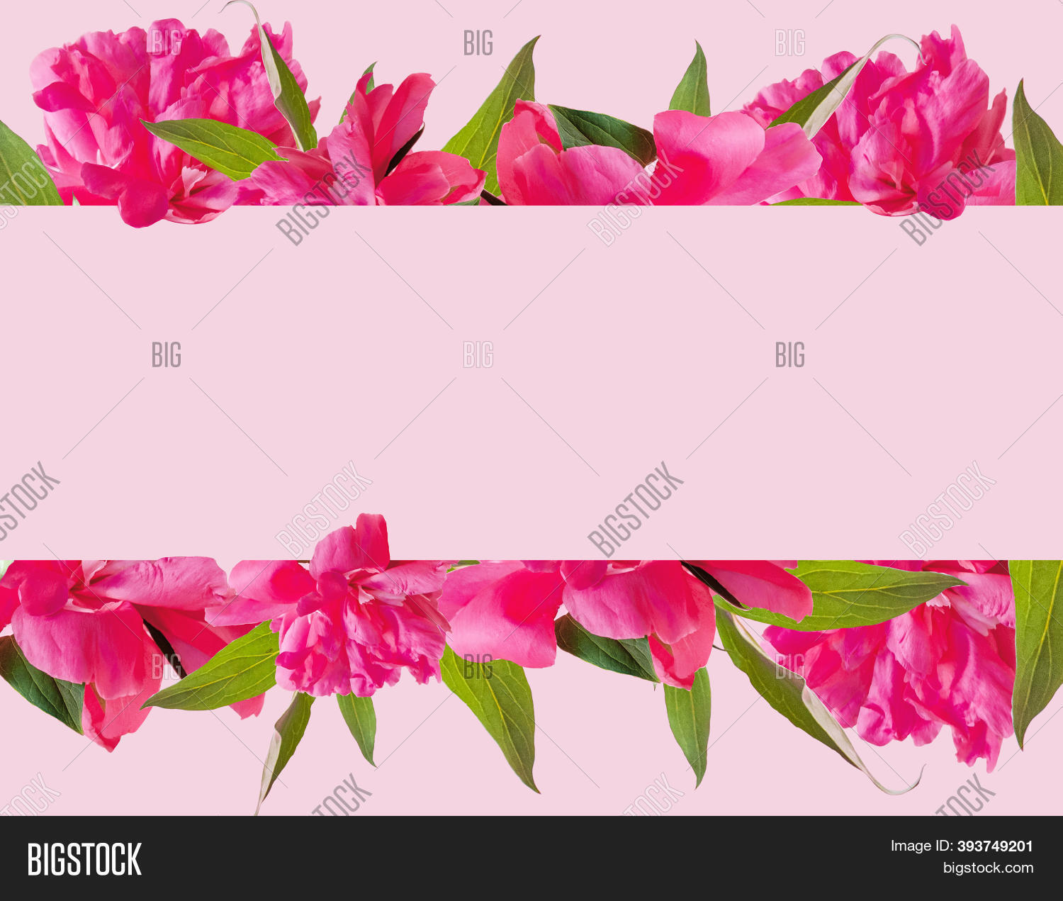 Banner Pink Peony Image & Photo (Free Trial) | Bigstock