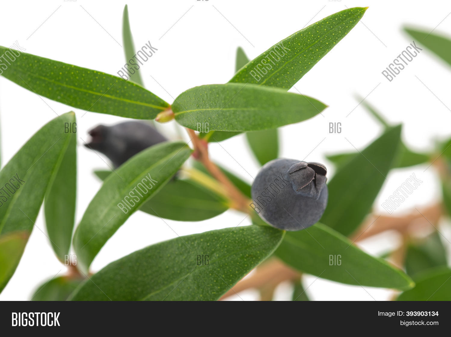 Myrtle Plant Berries Image & Photo (Free Trial) | Bigstock
