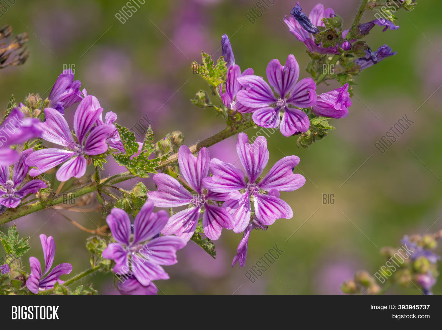 Common Mallow (malva Image & Photo (Free Trial) | Bigstock