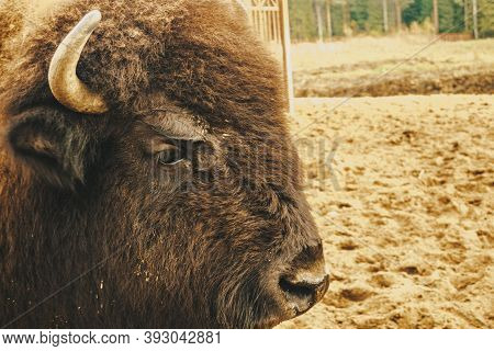 Head Bison Close Range Image & Photo (Free Trial) | Bigstock