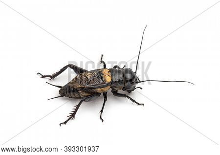 Male Field Cricket, Image & Photo (Free Trial) | Bigstock