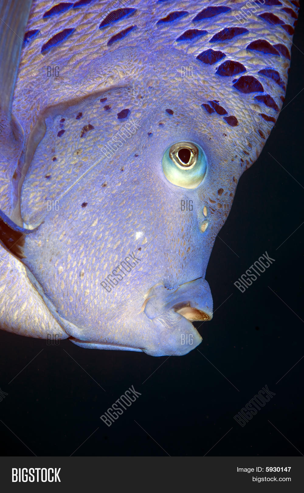 Yellowbar Angelfish Image & Photo (Free Trial) | Bigstock