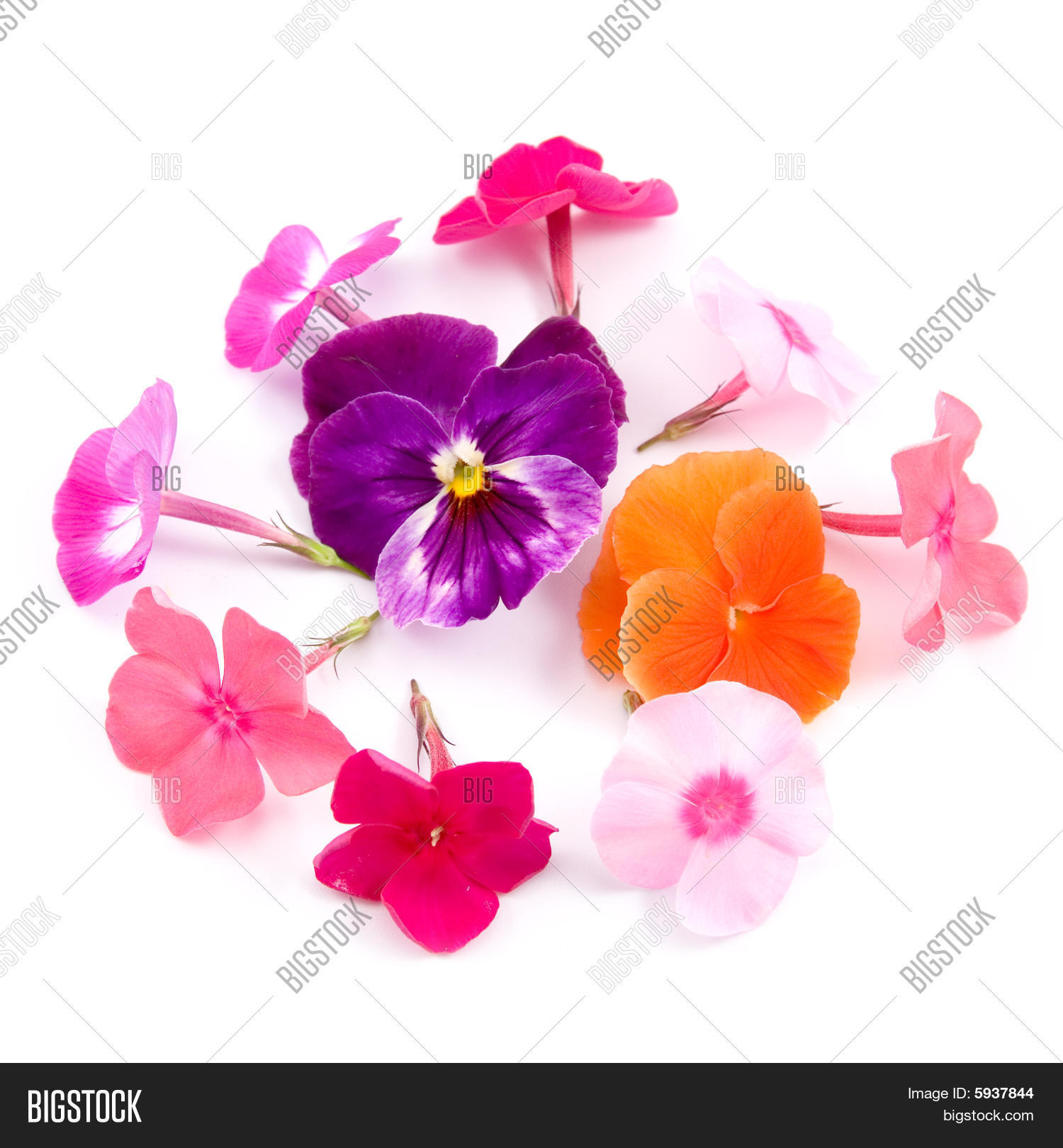 Composition Flowers Image & Photo (Free Trial) | Bigstock