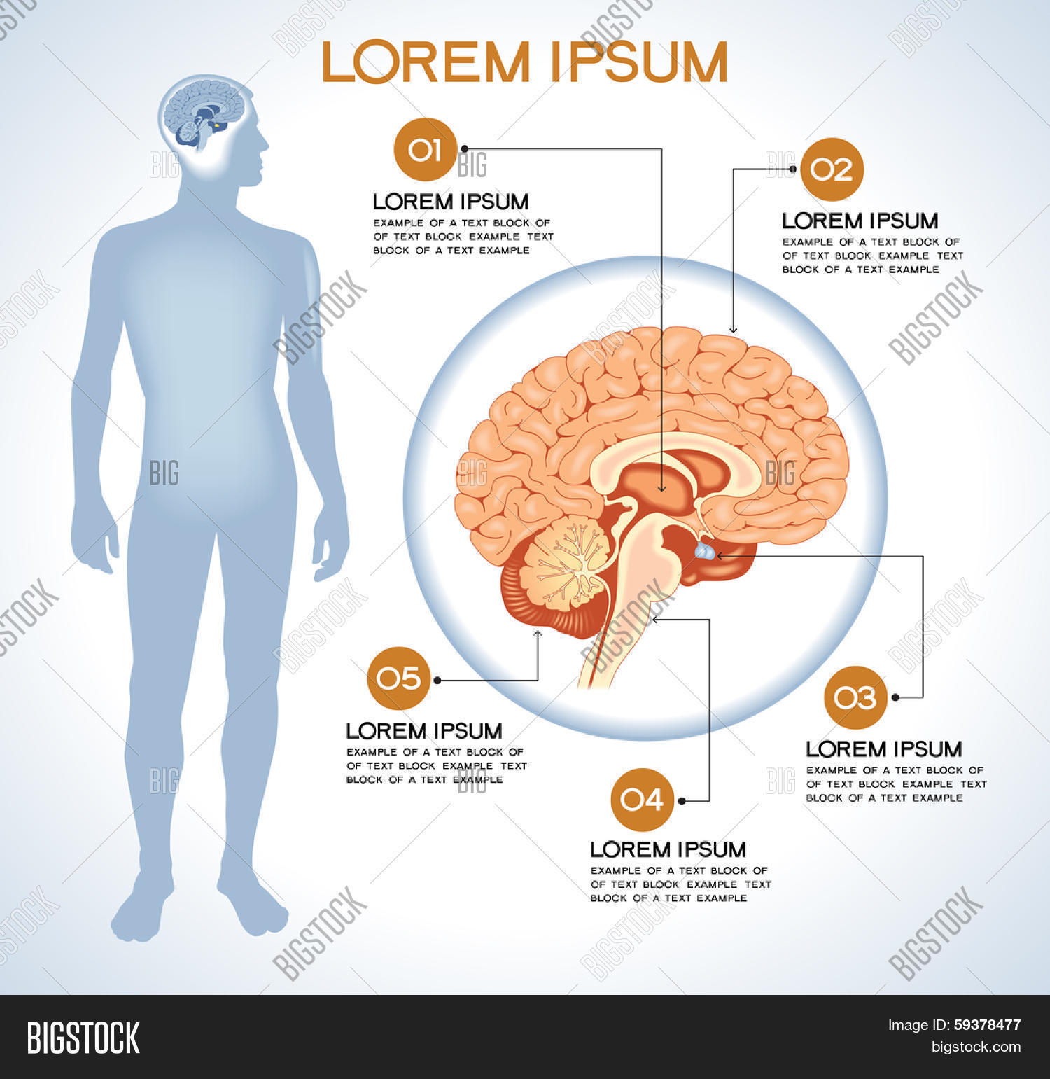 Pituitary. Modern Vector & Photo (Free Trial) | Bigstock