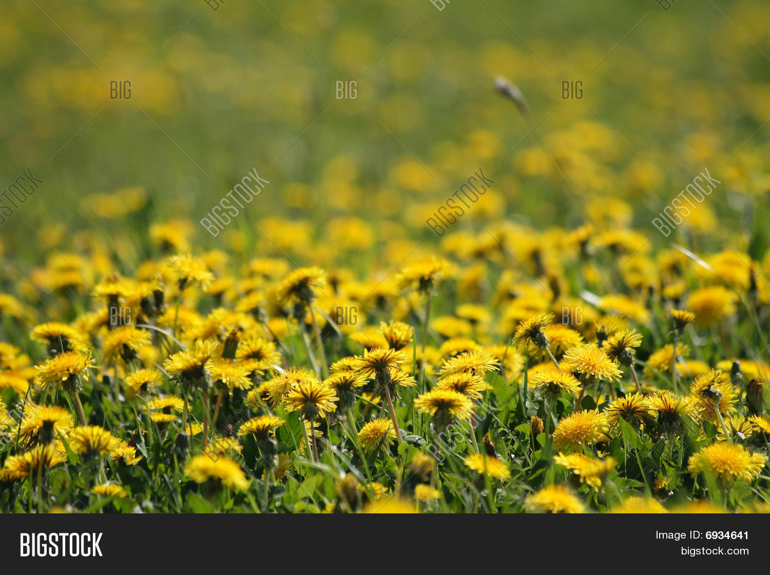 Dandelion Background Image & Photo (Free Trial) | Bigstock