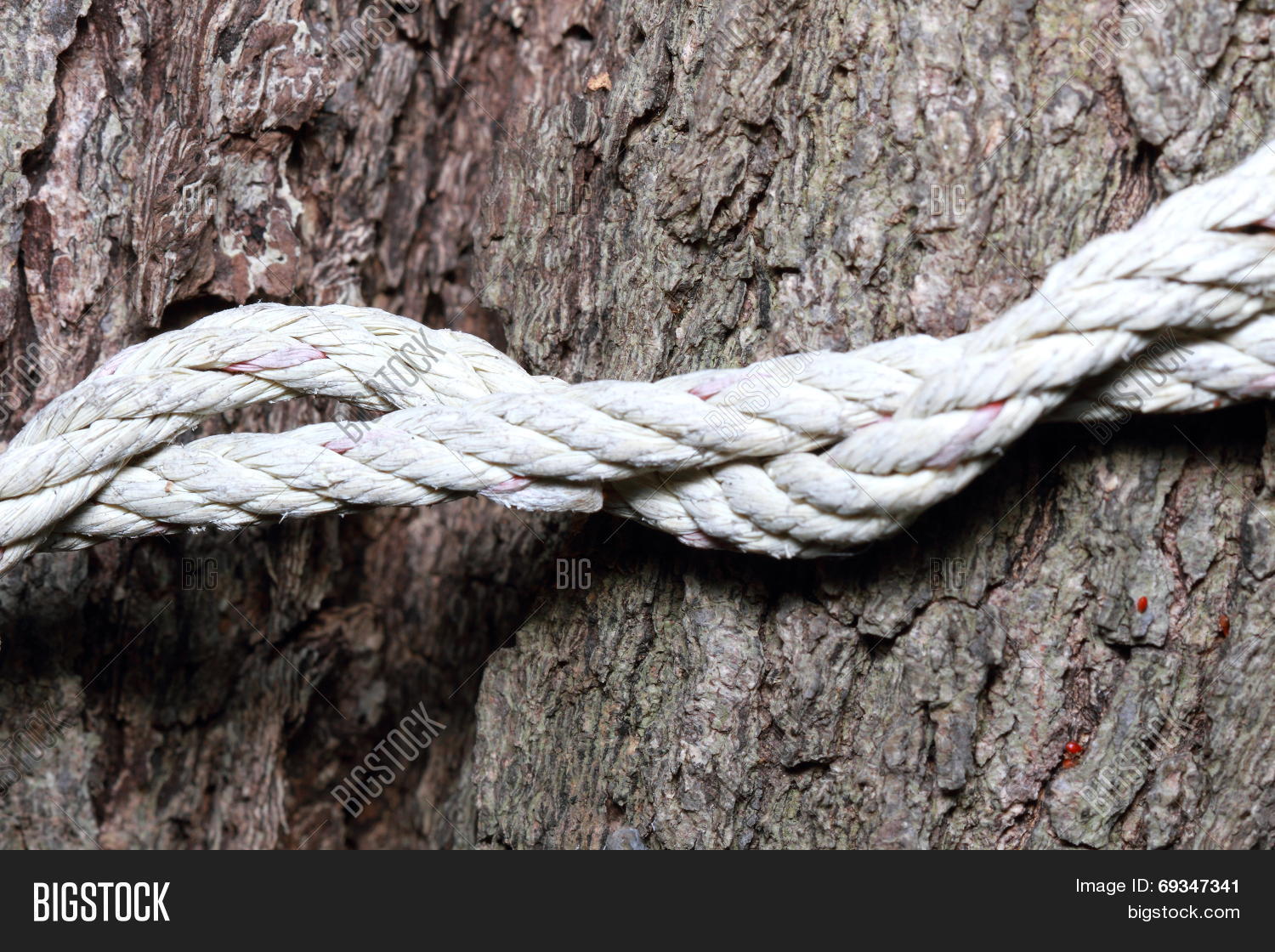 Three Layers Rope Tied Image & Photo (Free Trial) | Bigstock