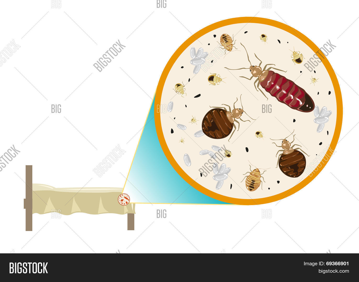 Bed Bug Zoomed Vector Vector & Photo (Free Trial) | Bigstock