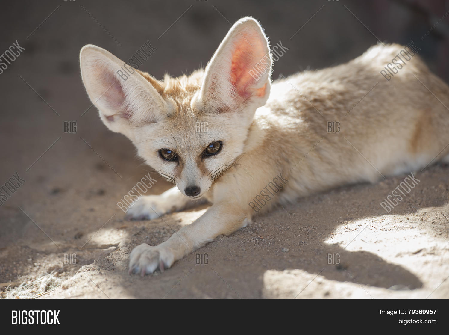 Fennec Desert Fox Image & Photo (Free Trial) | Bigstock