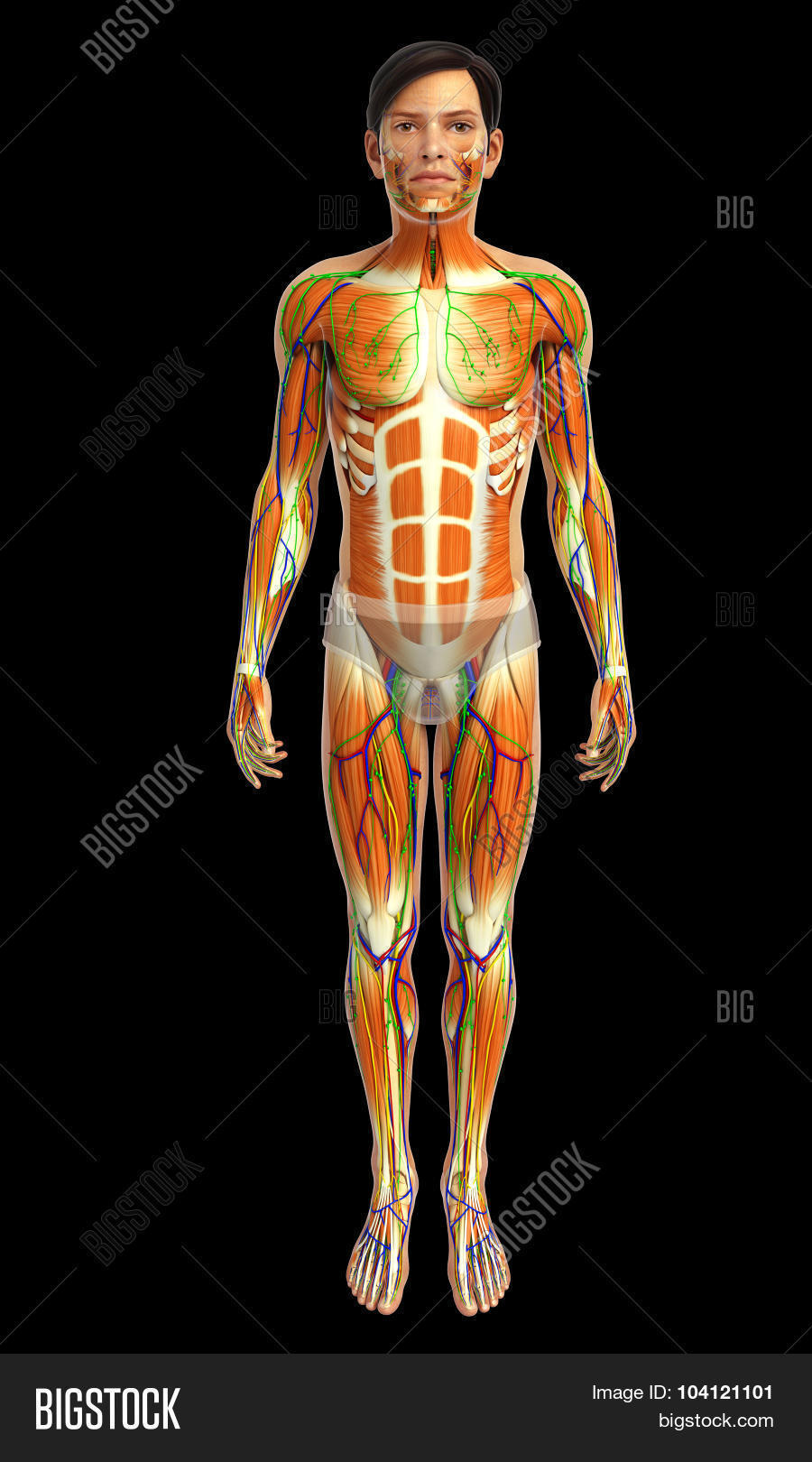 Human Muscles Anatomy Image & Photo (Free Trial) | Bigstock
