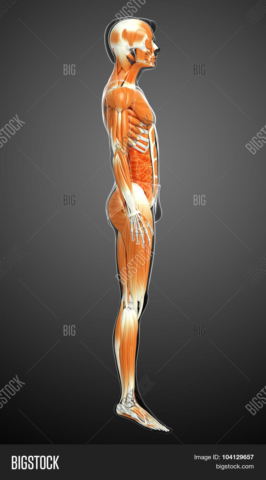 Male Muscles Anatomy Image & Photo (Free Trial) | Bigstock