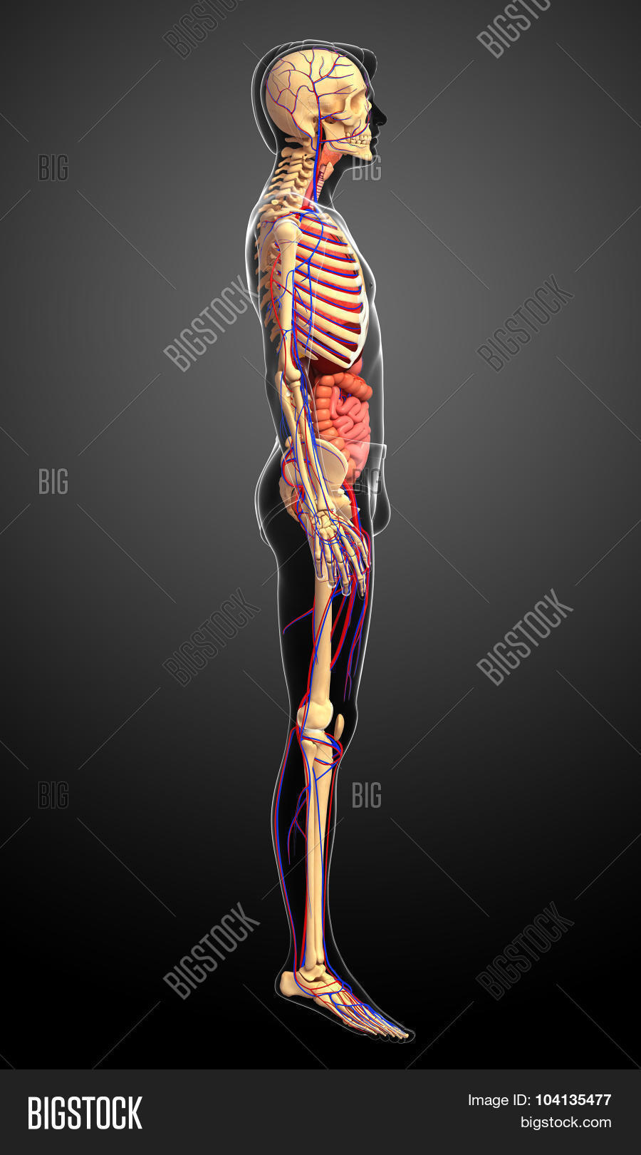 Male Digestive System Image & Photo (Free Trial) | Bigstock