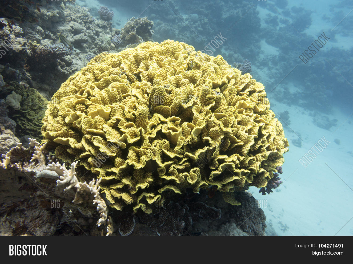 Coral Reef Yellow Image & Photo (Free Trial) | Bigstock