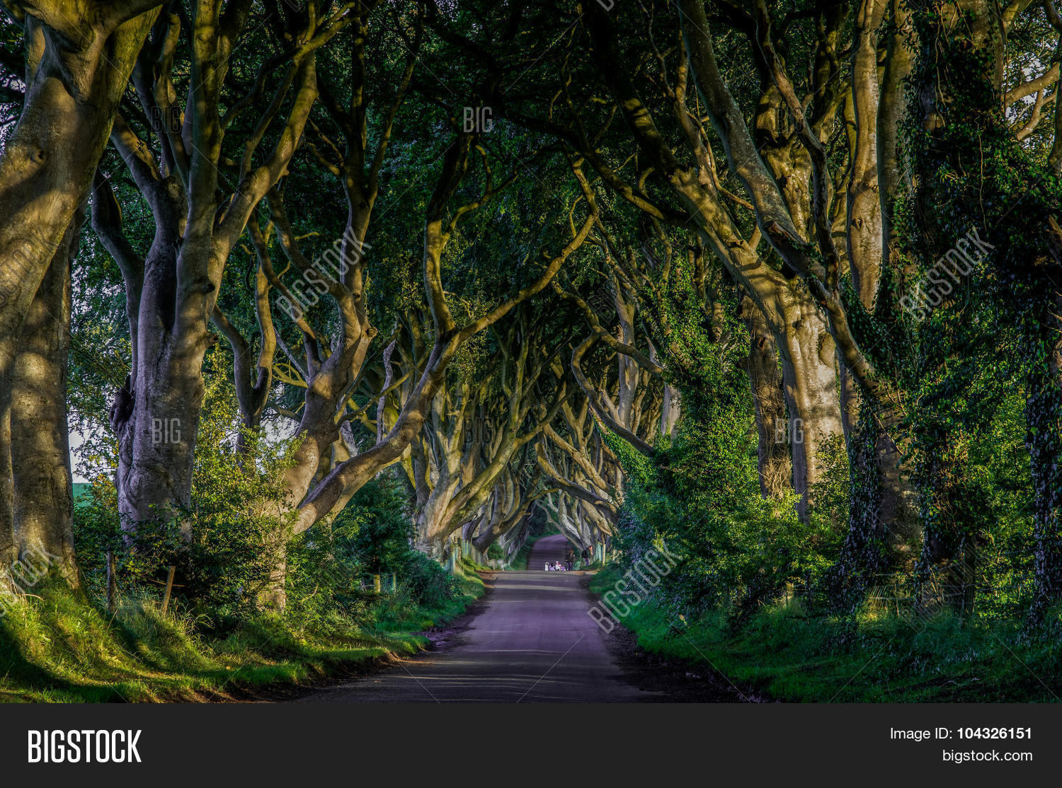 Dark Hedges Image & Photo (Free Trial) | Bigstock