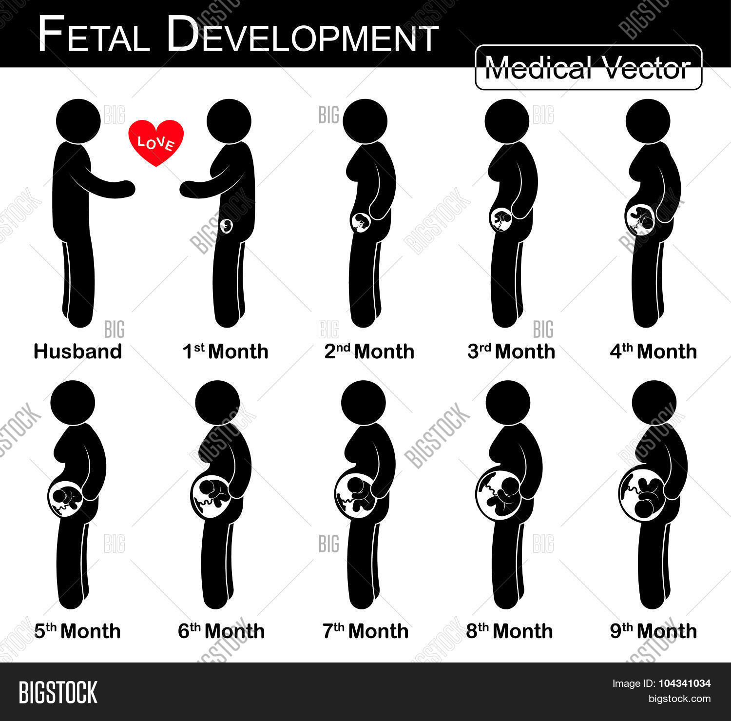 Fetal Development ( Vector & Photo (Free Trial) | Bigstock