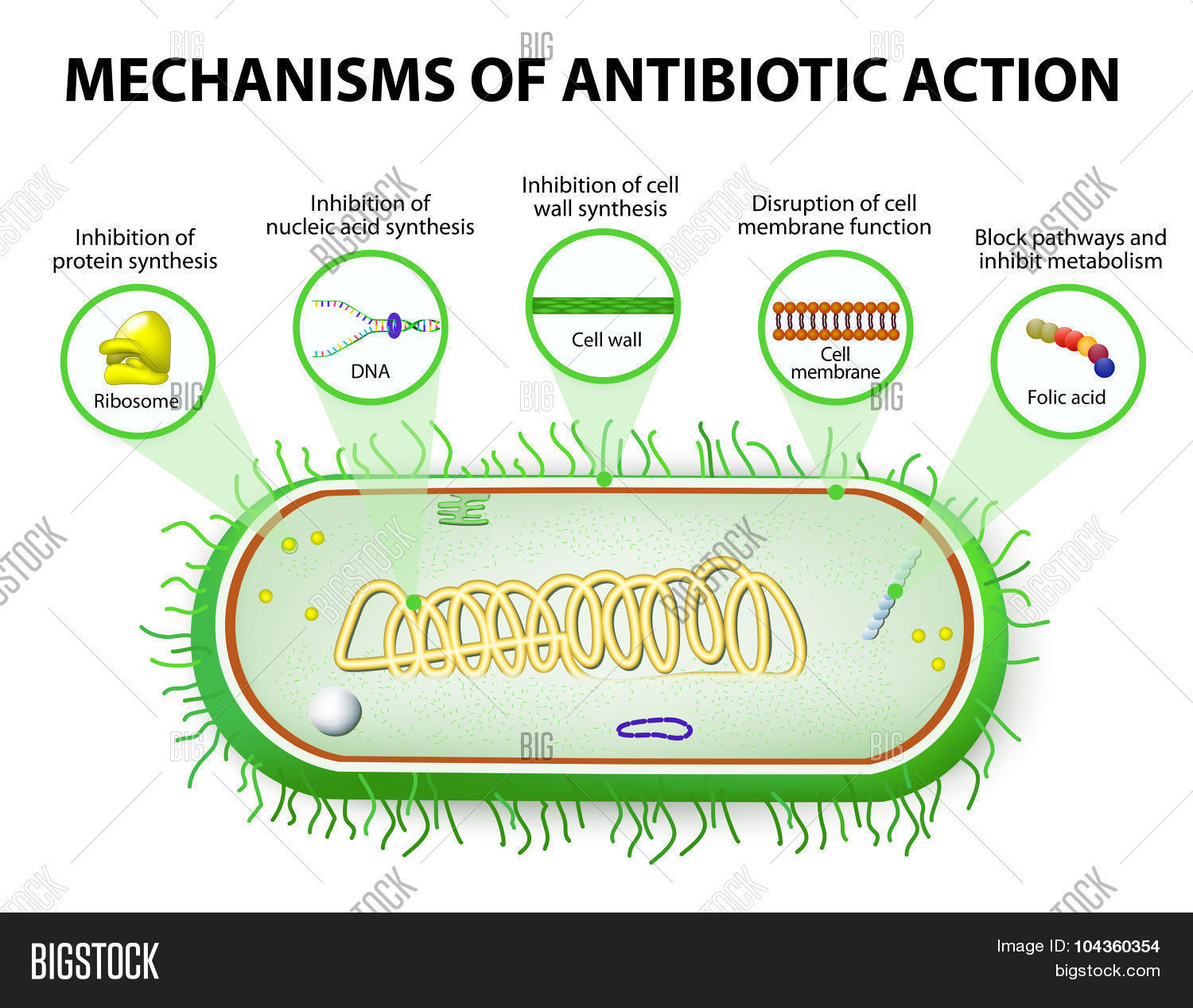 Mechanisms Action Vector & Photo (Free Trial) | Bigstock