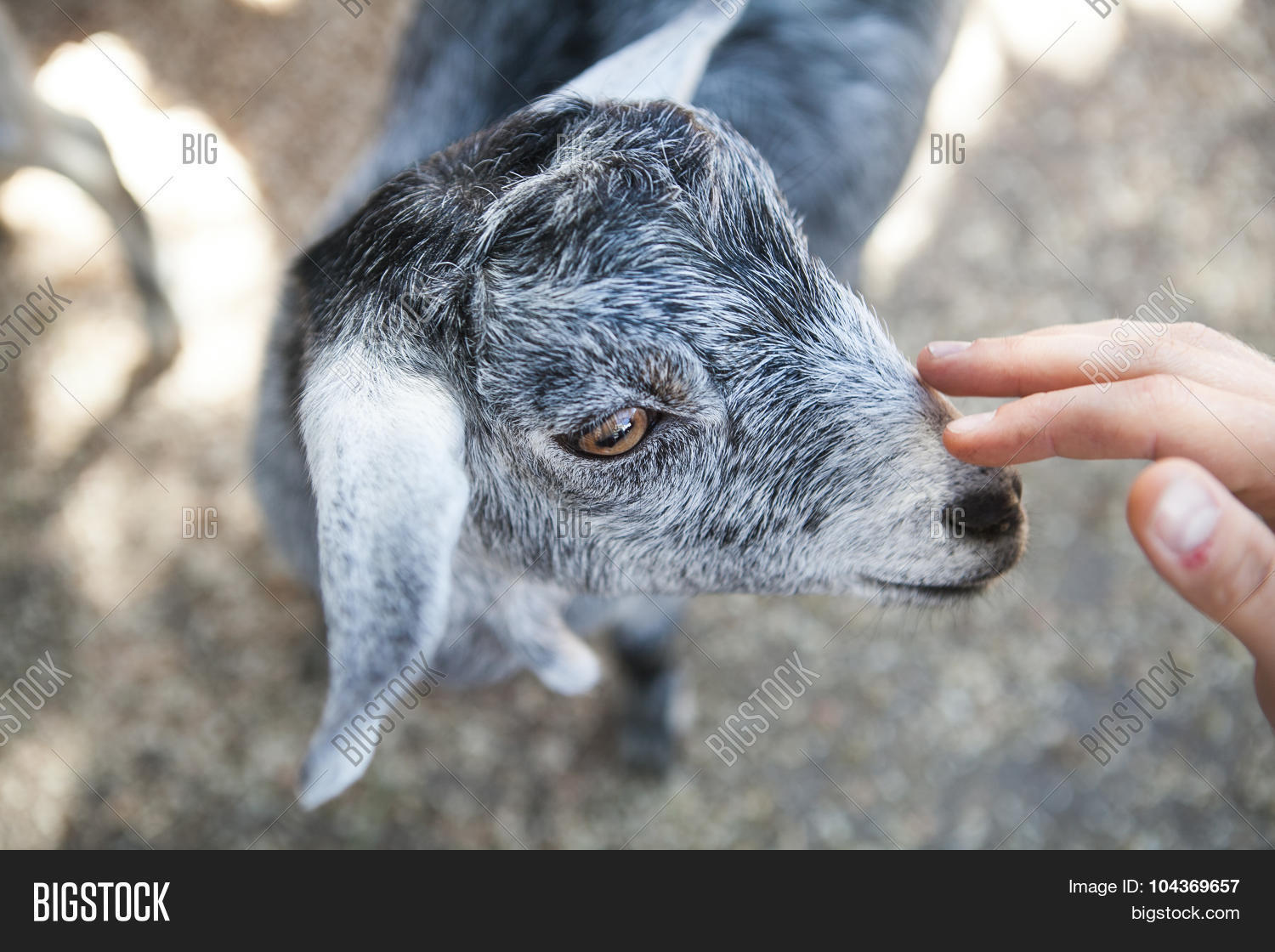 Portrait Young Grey Image & Photo (Free Trial) | Bigstock