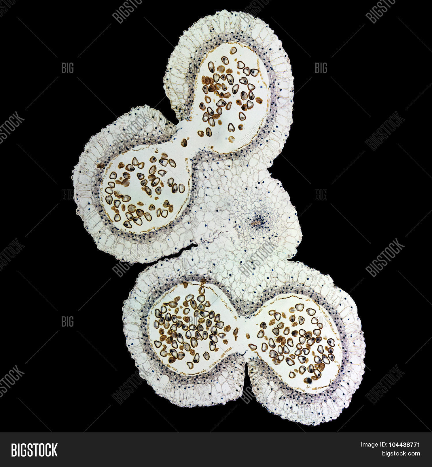 Anther Cross Section