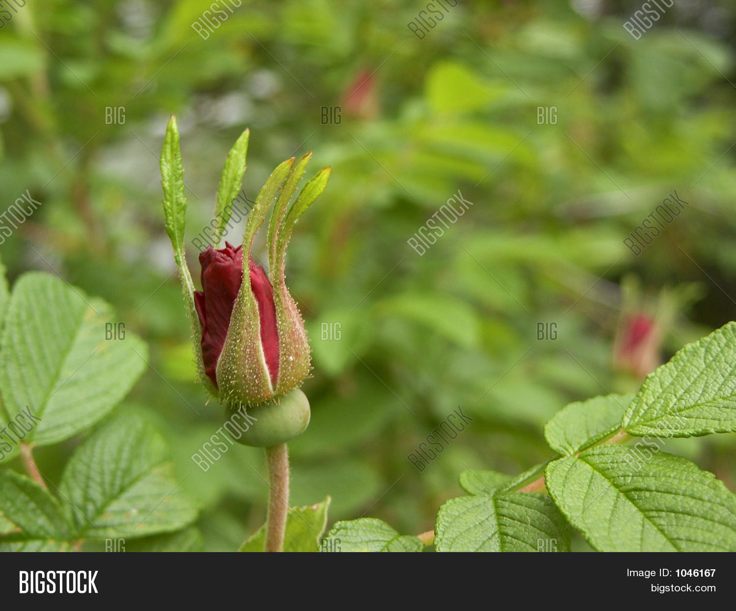 Rose Buds Image & Photo (Free Trial) | Bigstock