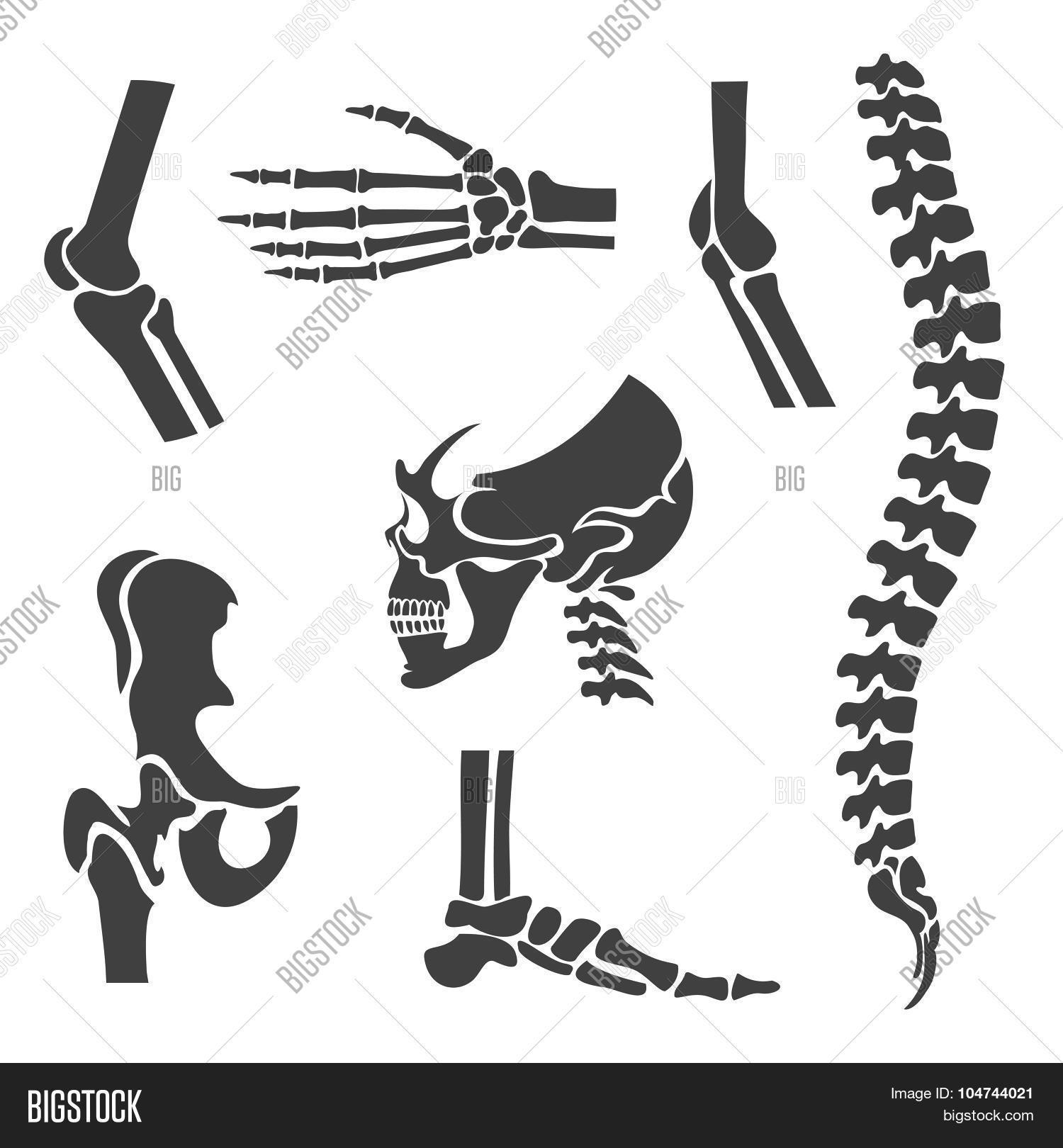 Human Joints Vector Vector & Photo (Free Trial) | Bigstock