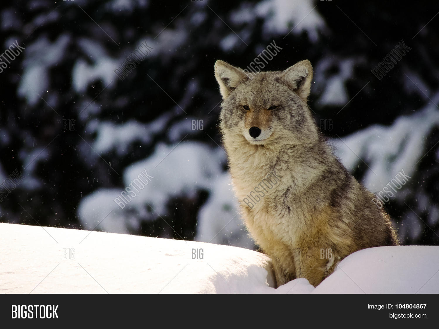 Winter Wolf Blowing Image & Photo (Free Trial) | Bigstock