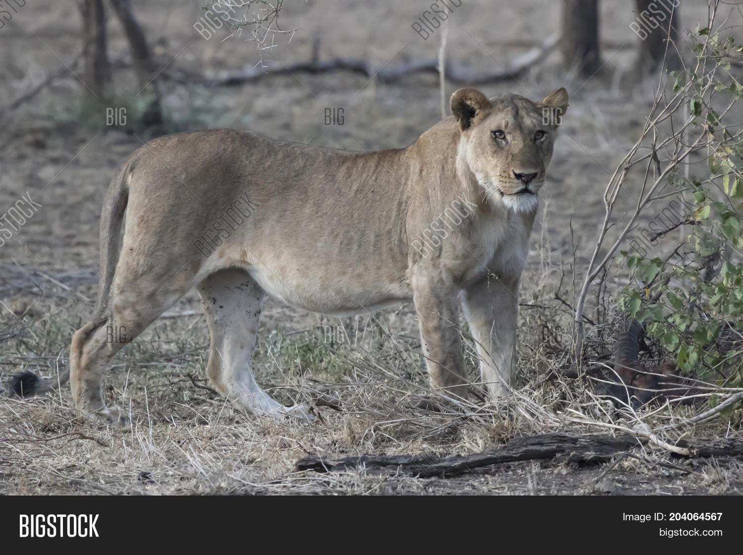 Female African Lion Image & Photo (Free Trial) | Bigstock