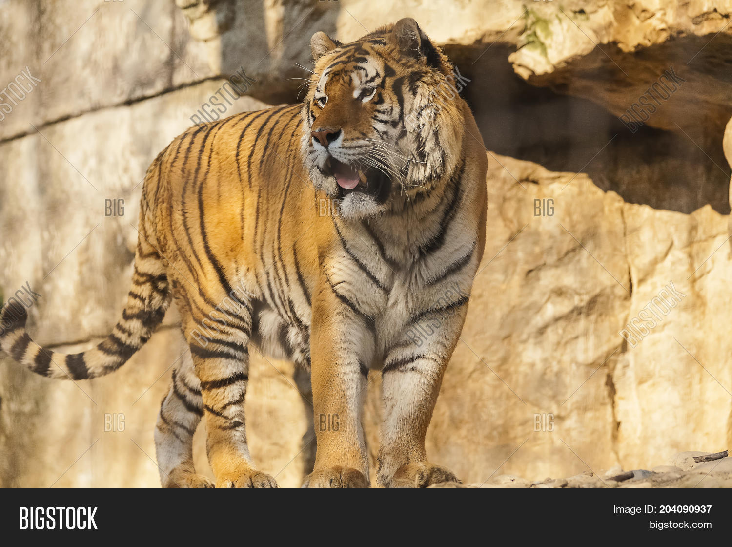 Indian Tiger Alone Image & Photo (Free Trial) | Bigstock