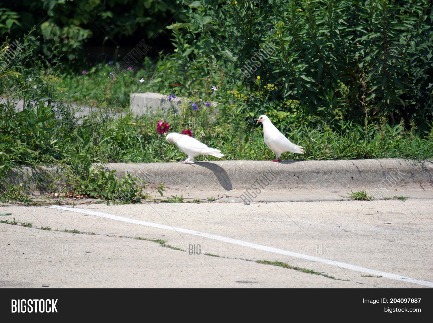 Pair White Rock Doves Image & Photo (Free Trial) | Bigstock