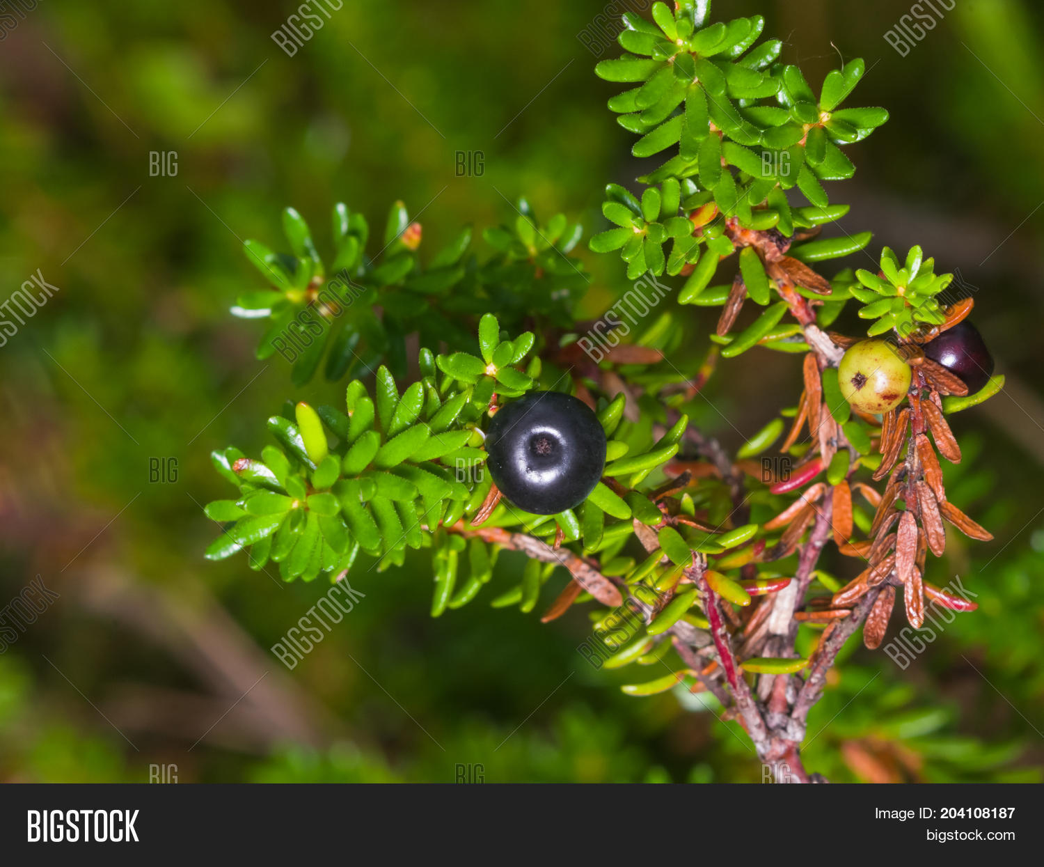 Black Crowberry Image & Photo (Free Trial) | Bigstock