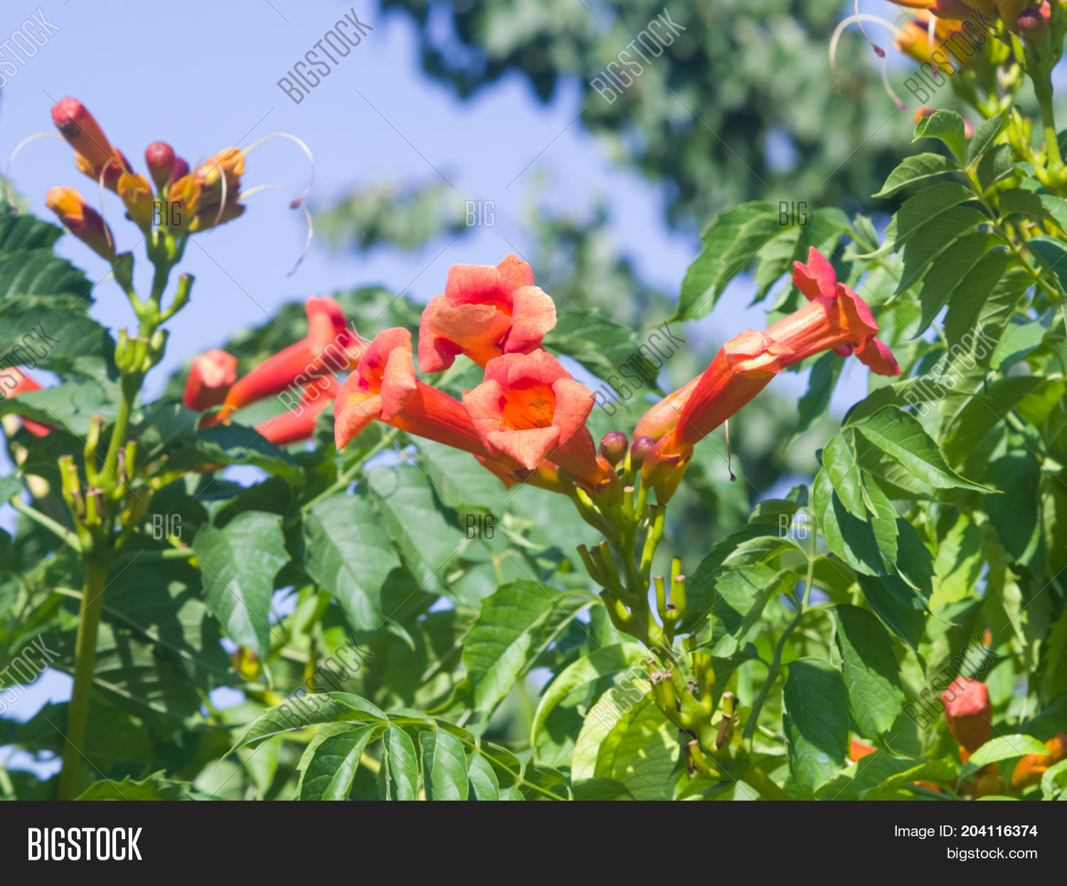 Flowers Trumpet Image & Photo (Free Trial) | Bigstock