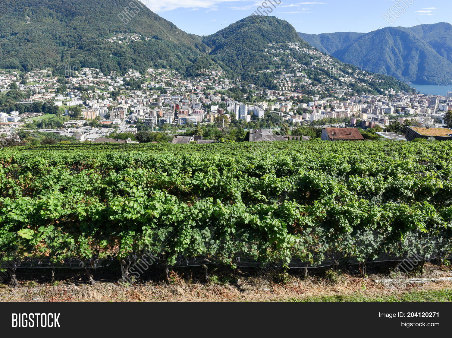 Vineyard Porza Near Image & Photo (Free Trial) | Bigstock