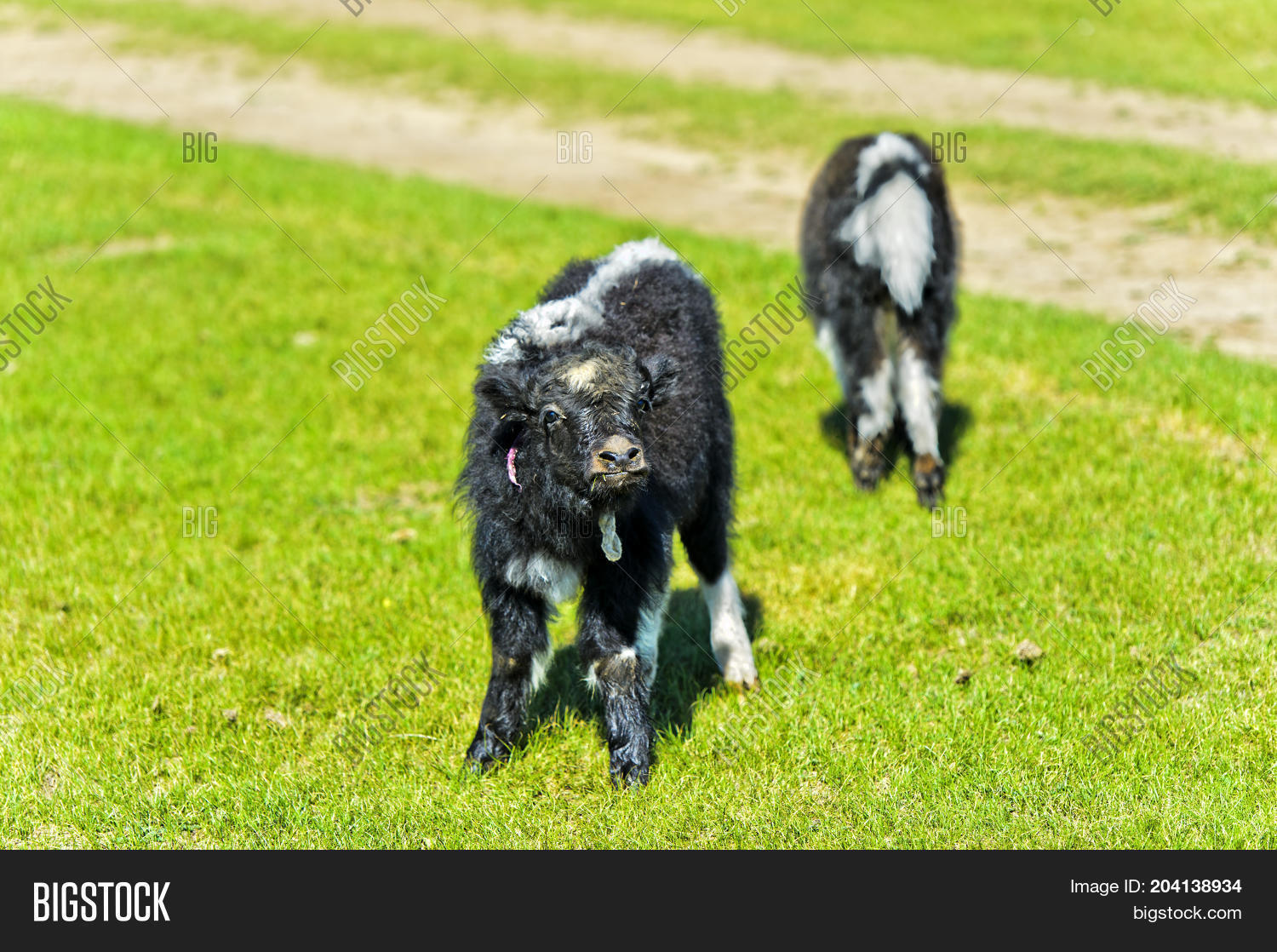 Two Yak Calves Orkhon Image & Photo (Free Trial) | Bigstock