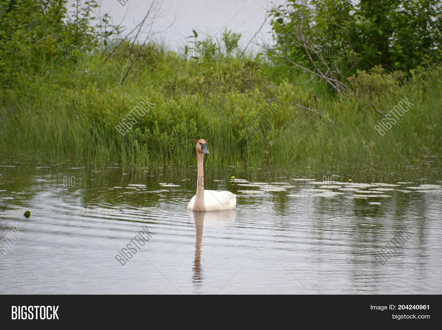 Trumpeter Swans Native Image & Photo (Free Trial) | Bigstock