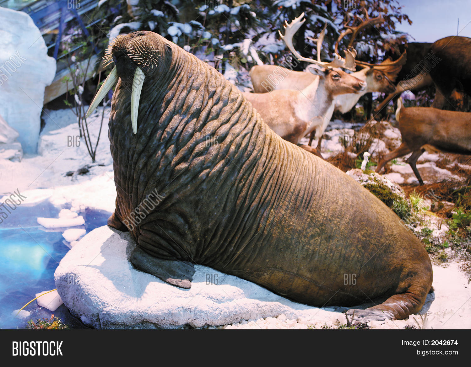 Sea Elephant Image & Photo (Free Trial) | Bigstock
