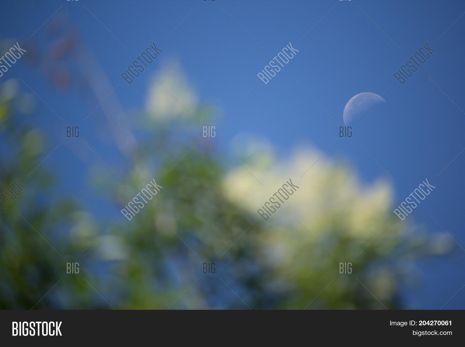 Moon Blurry Fraxinus Image & Photo (Free Trial) | Bigstock