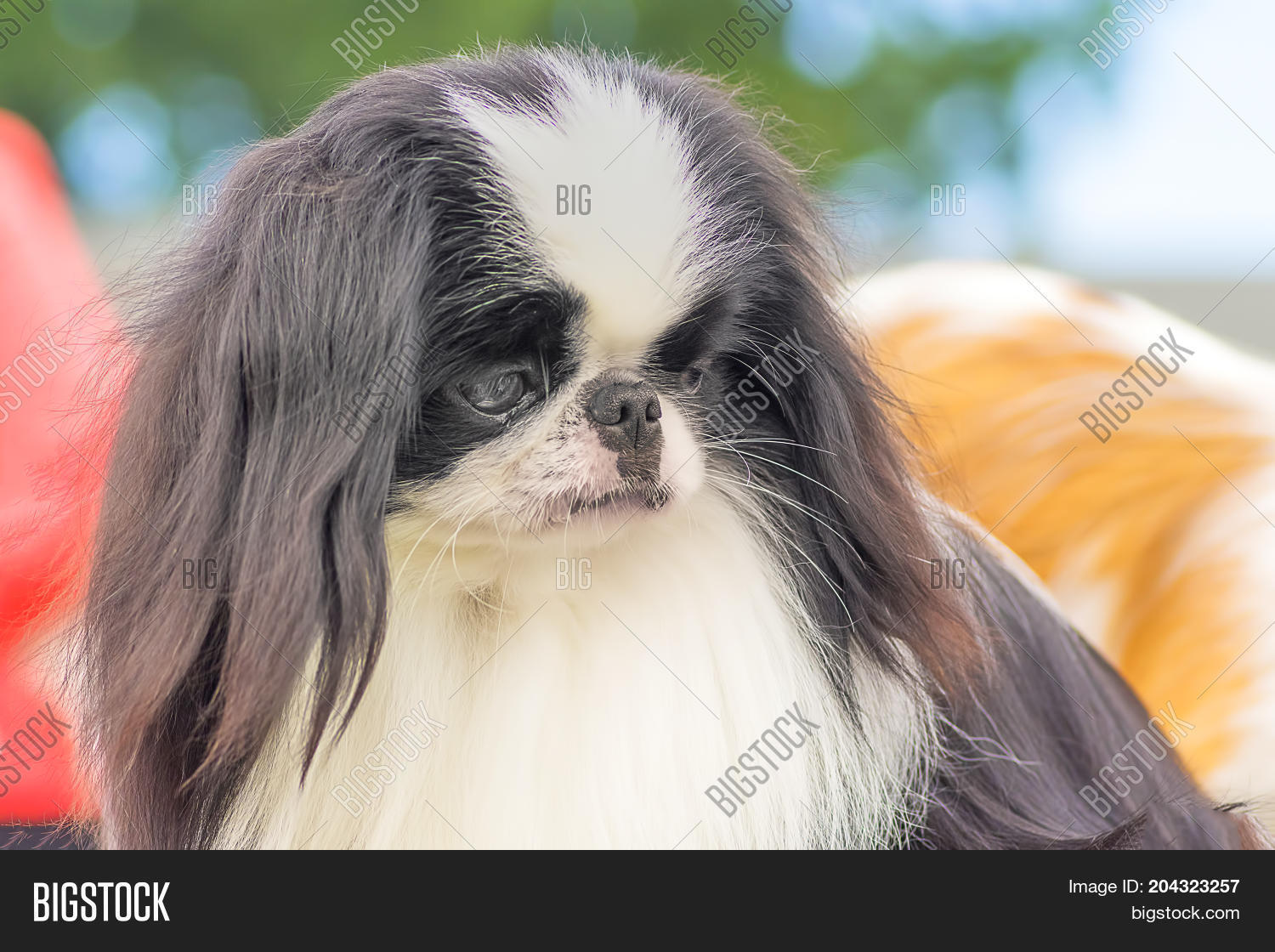 Can A Japanese Chin And A Pekingese Be Friends