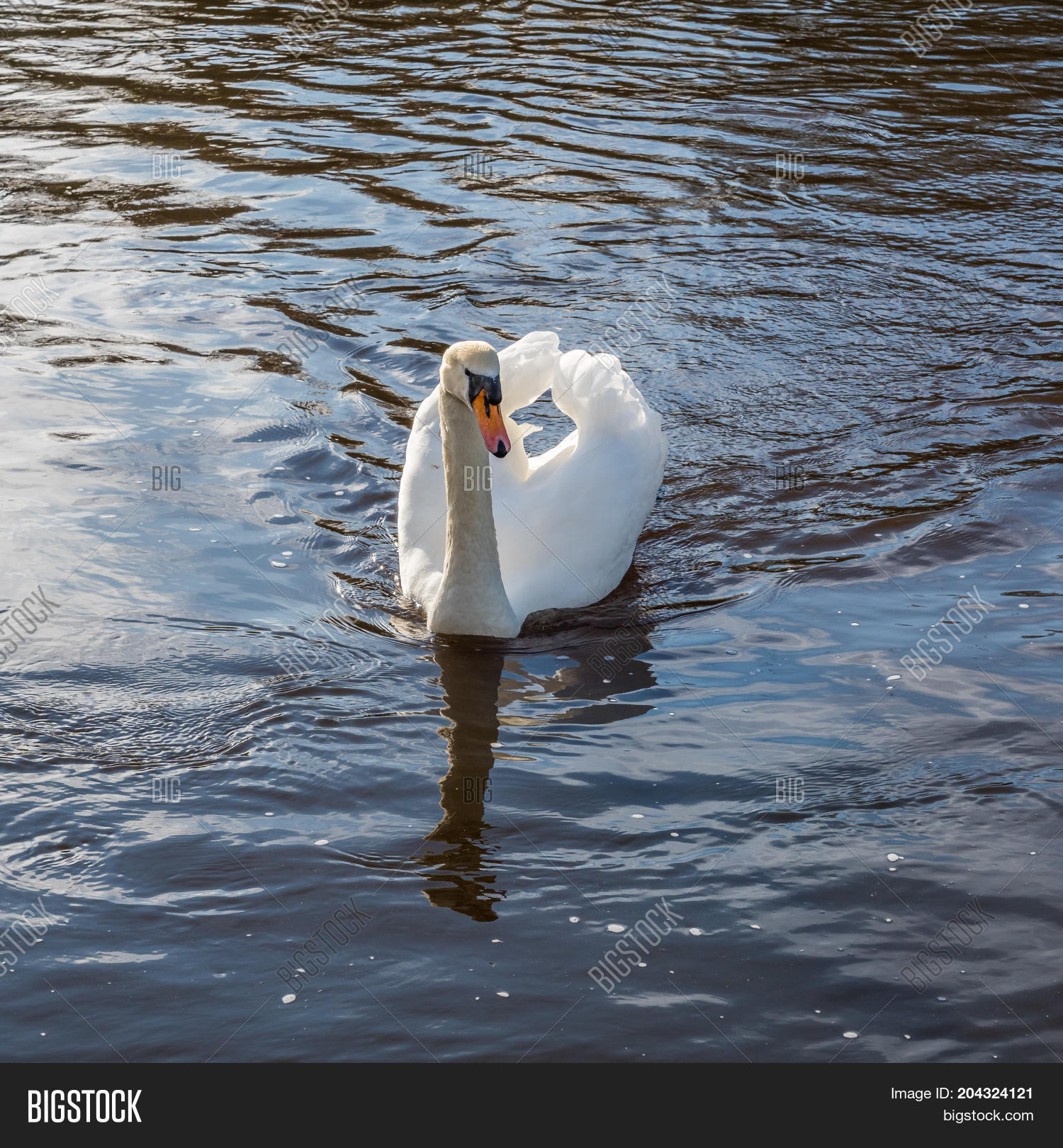 Swan Backlit Feathers Image & Photo (Free Trial) | Bigstock