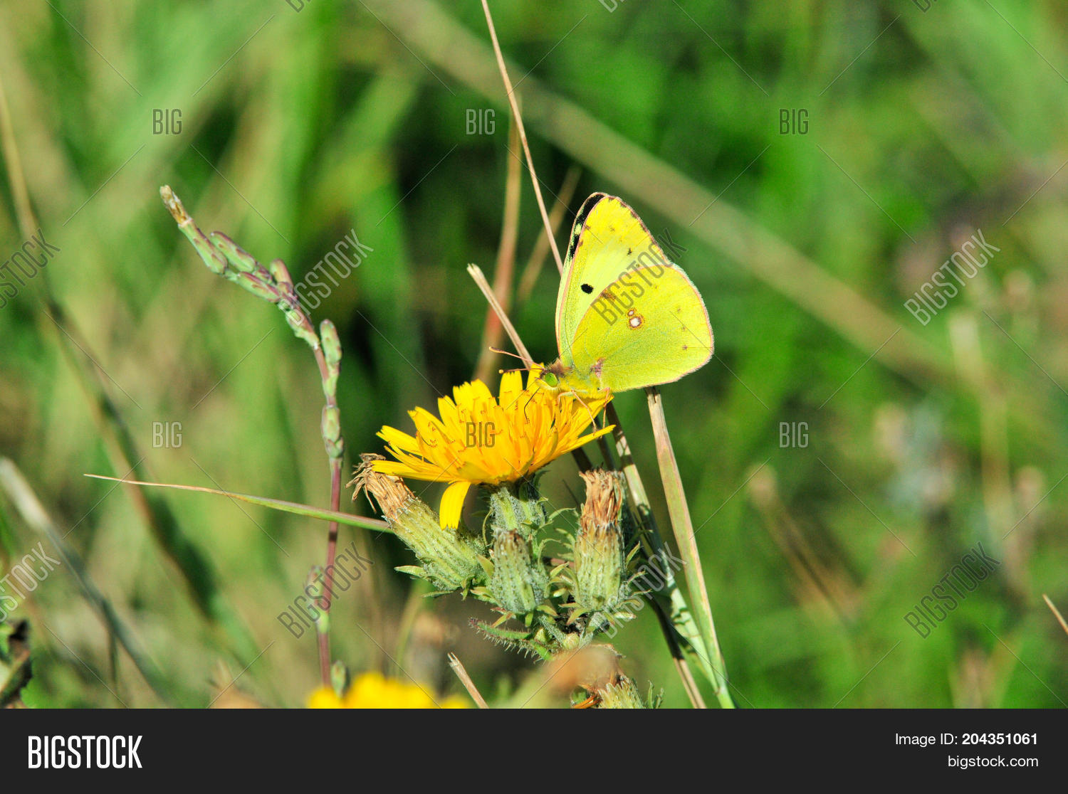 Colias Erate, Eastern Image & Photo (Free Trial) | Bigstock