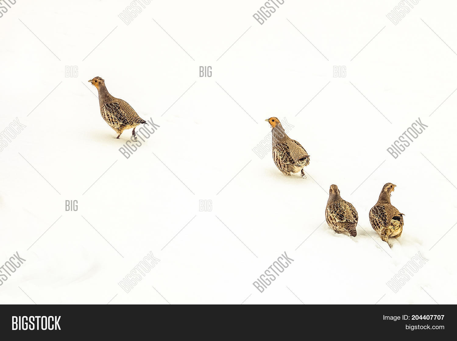 Flock Wild Partridges Image & Photo (Free Trial) | Bigstock