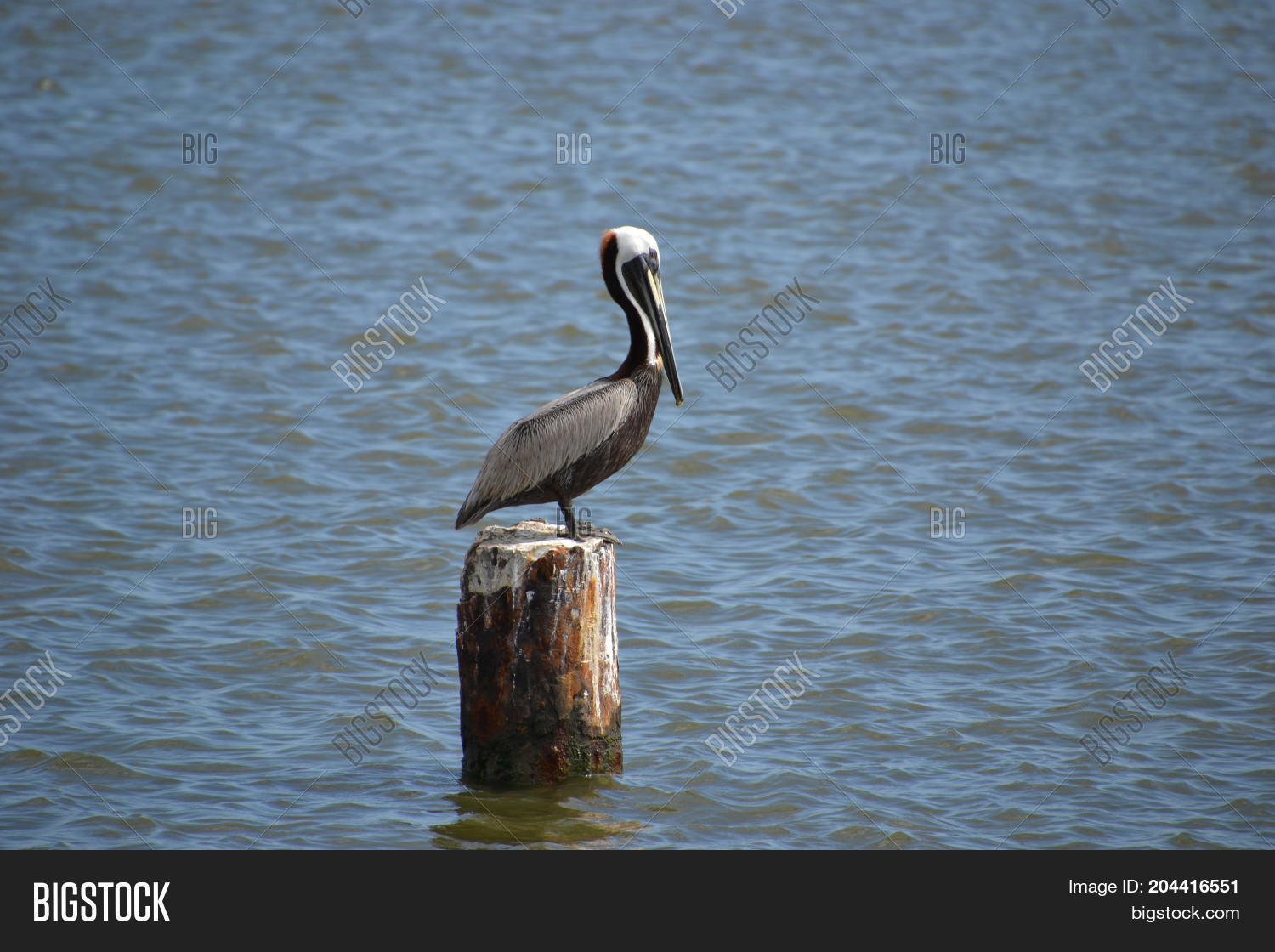Brown Pelican Perched Image & Photo (Free Trial) | Bigstock