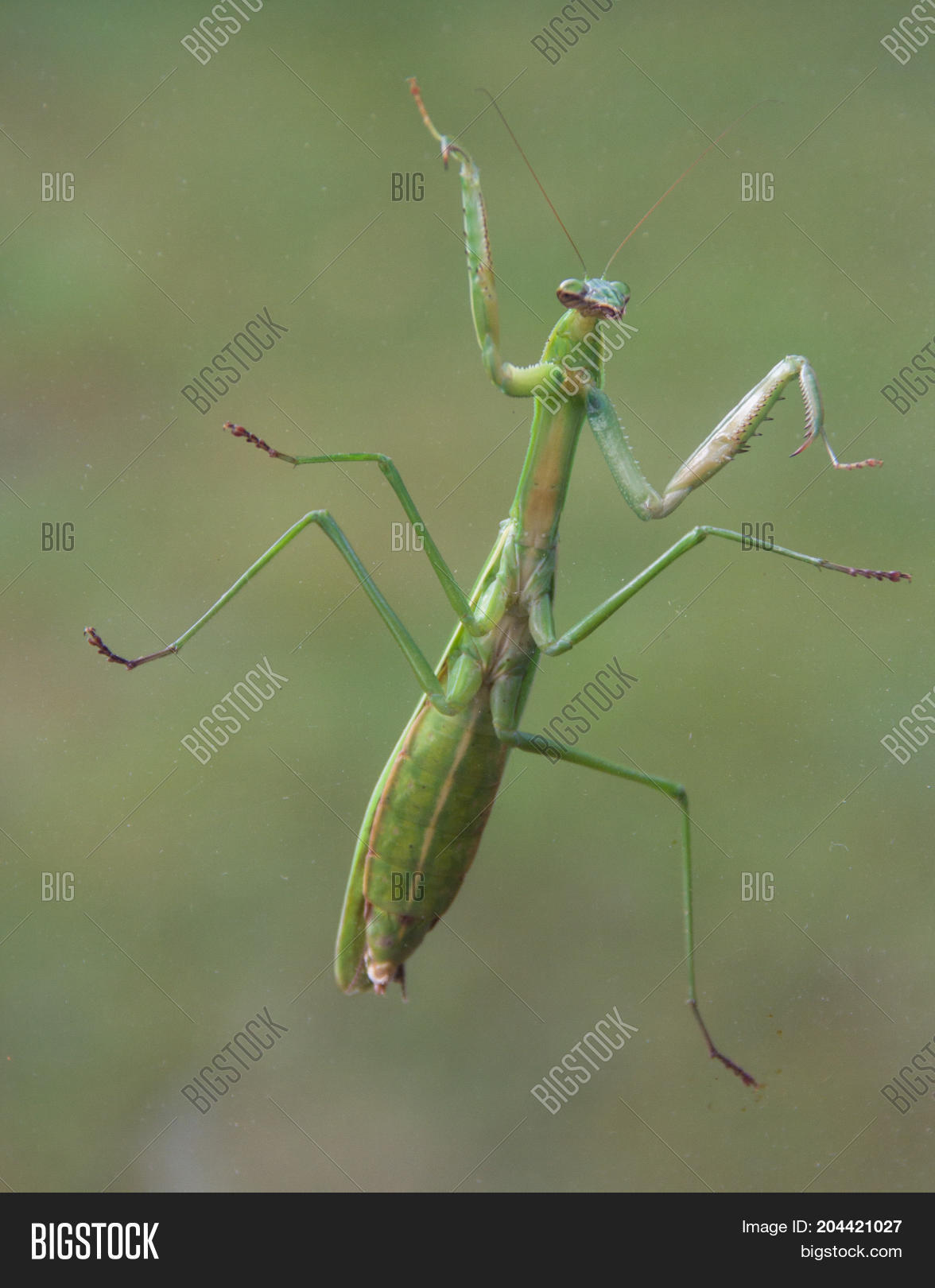 Underside Praying Image & Photo (Free Trial) | Bigstock