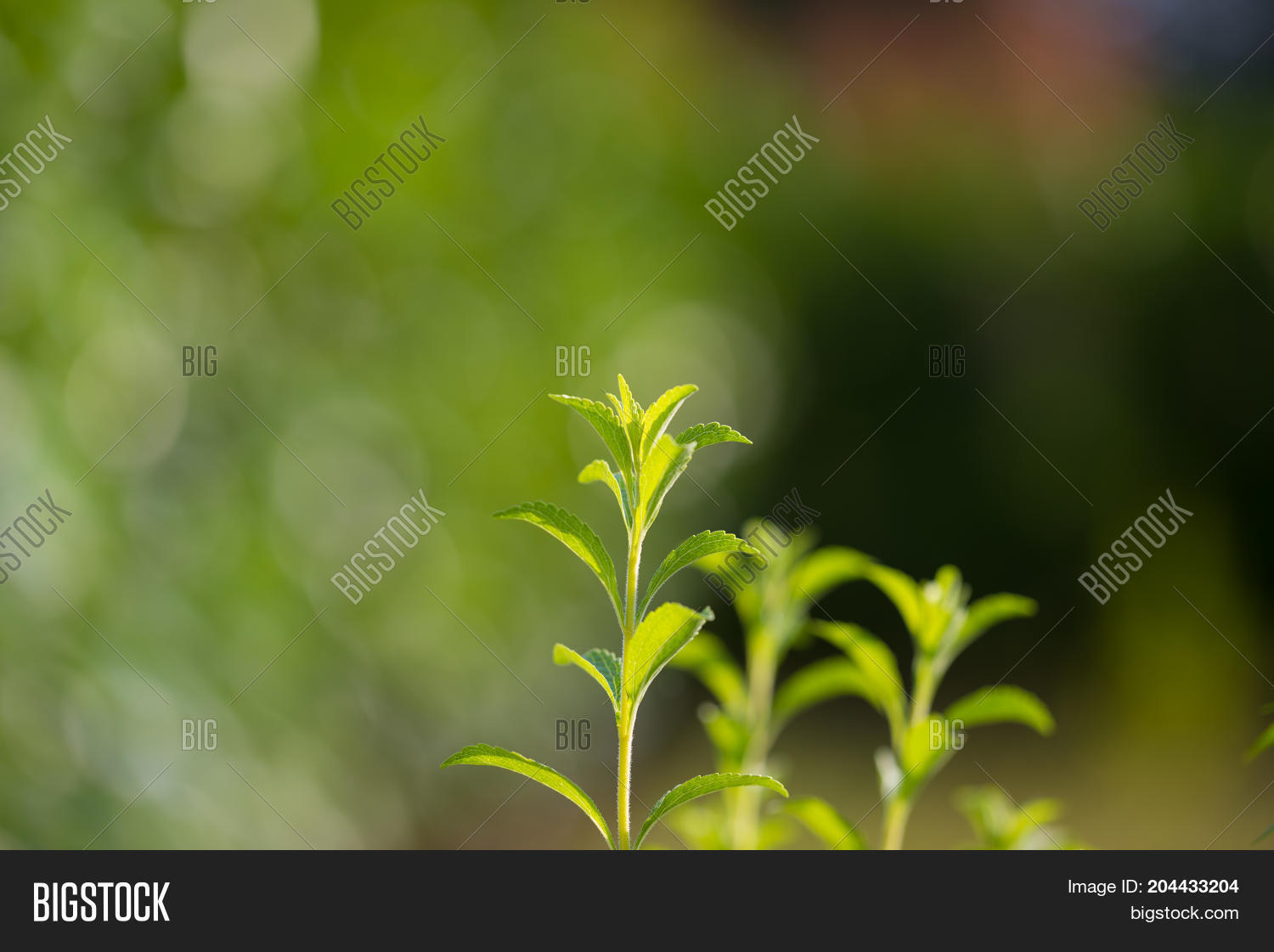 Stevia Plant, Healthy Image & Photo (Free Trial) | Bigstock
