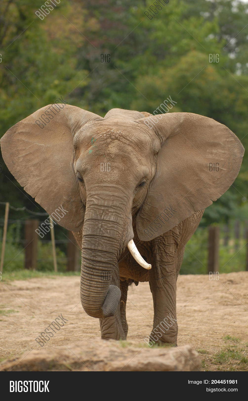 African Elephant Ears Image & Photo (Free Trial) | Bigstock