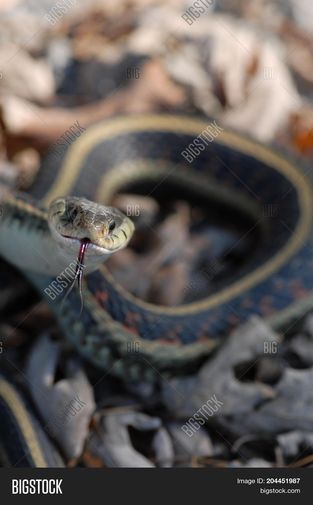 Garter Snake Staring Image & Photo (Free Trial) | Bigstock