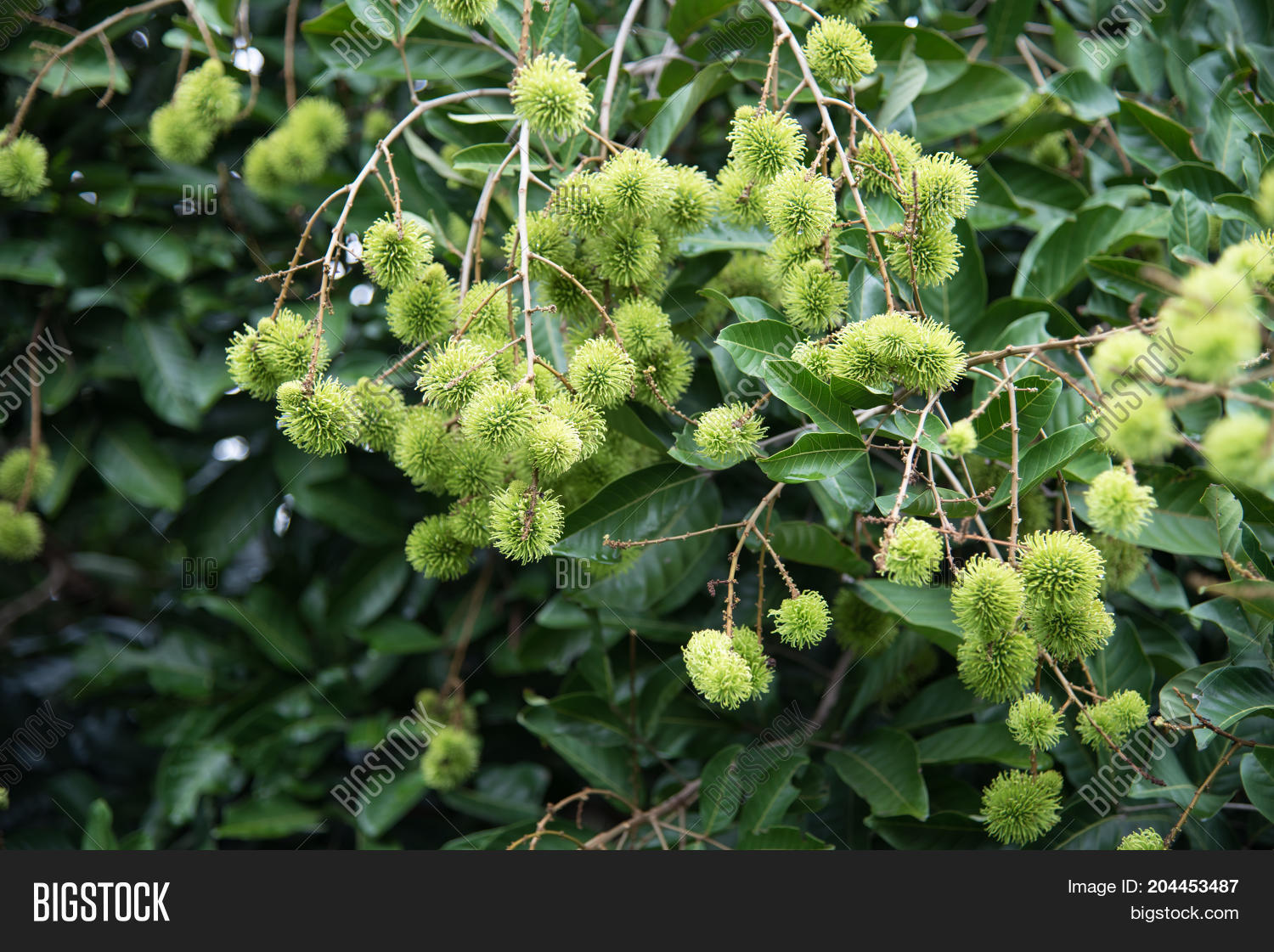 Young Rambutan Fruit Image & Photo (Free Trial) | Bigstock